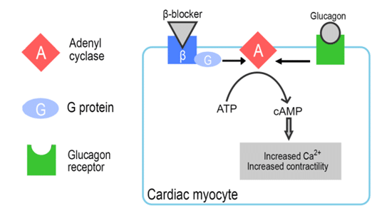 Seizures in the Setting of Metoprolol Overdose - medtigo Journal