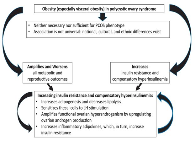 Understanding BMI Ranges and PCOS Prevalence: Key Insights - medtigo ...