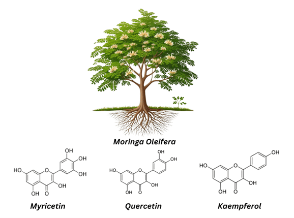 Moringa Oleifera Extract: A Potential Treatment for Type II Diabetes ...