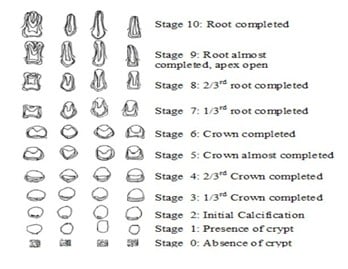 Assessment of Age Using Orthopantomography and AI - medtigo Journal